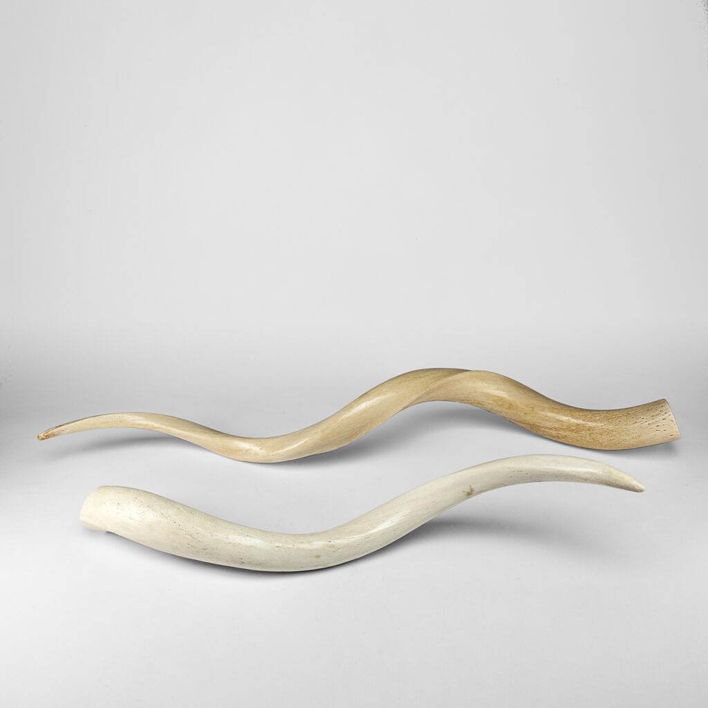 Kudu Horn | Creel and Gow | Horn from Kudu | Two Sizes