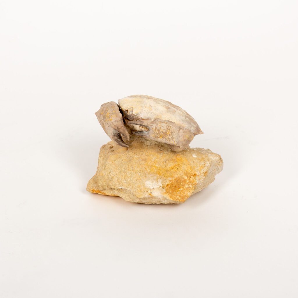 Fossilized Crab | Creel and Gow