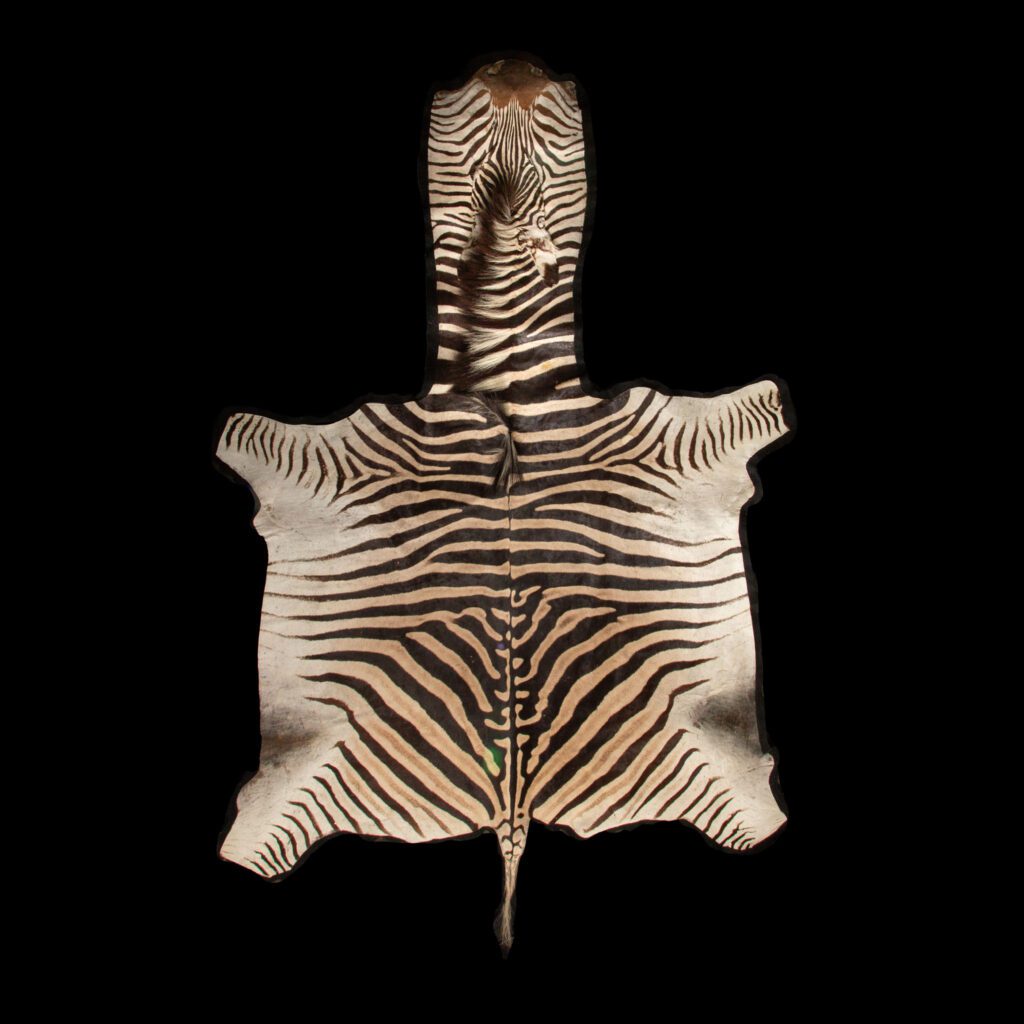 Southern African Elegance: Extra Large Burchell's Zebra Rug 136 ...