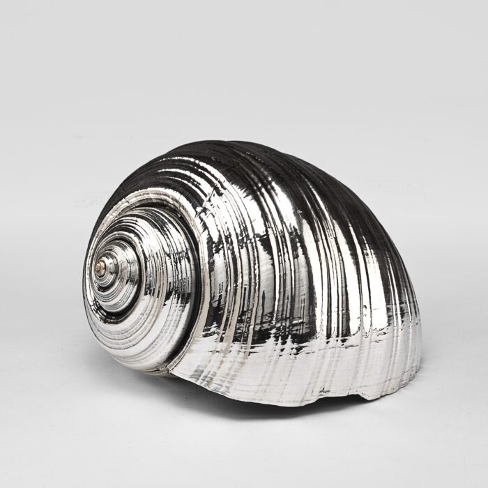 Silvered Tonna Shell | Creel and Gow