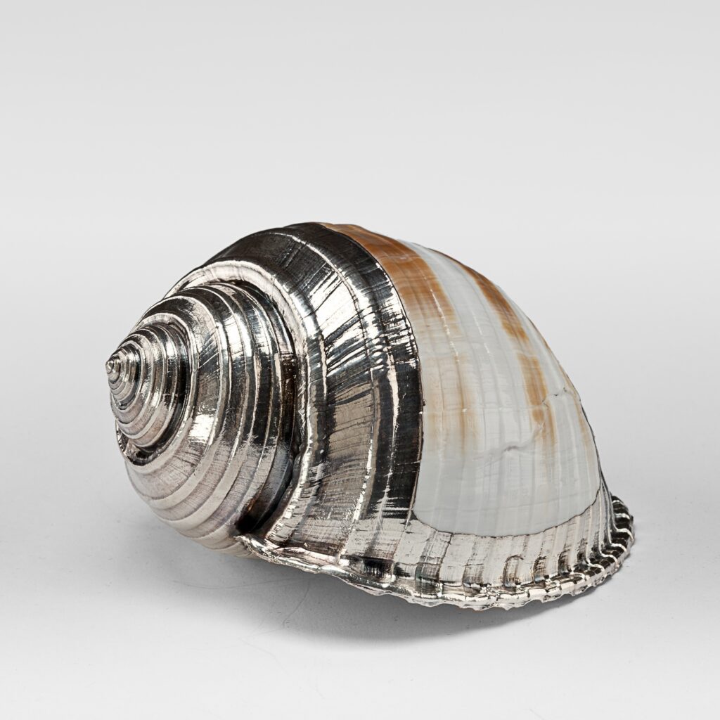 Partially Silvered Tonna Shell | Creel and Gow