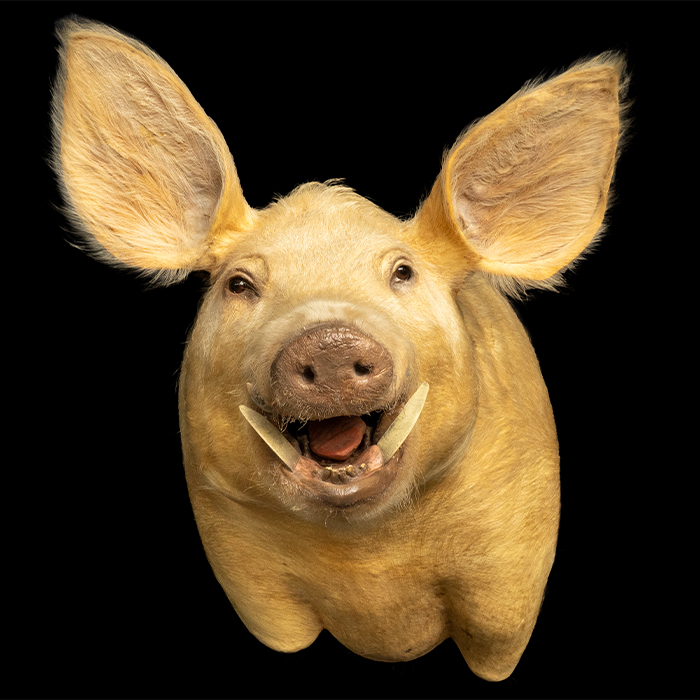 Pig Shoulder Mount Taxidermy | Creel and Gow