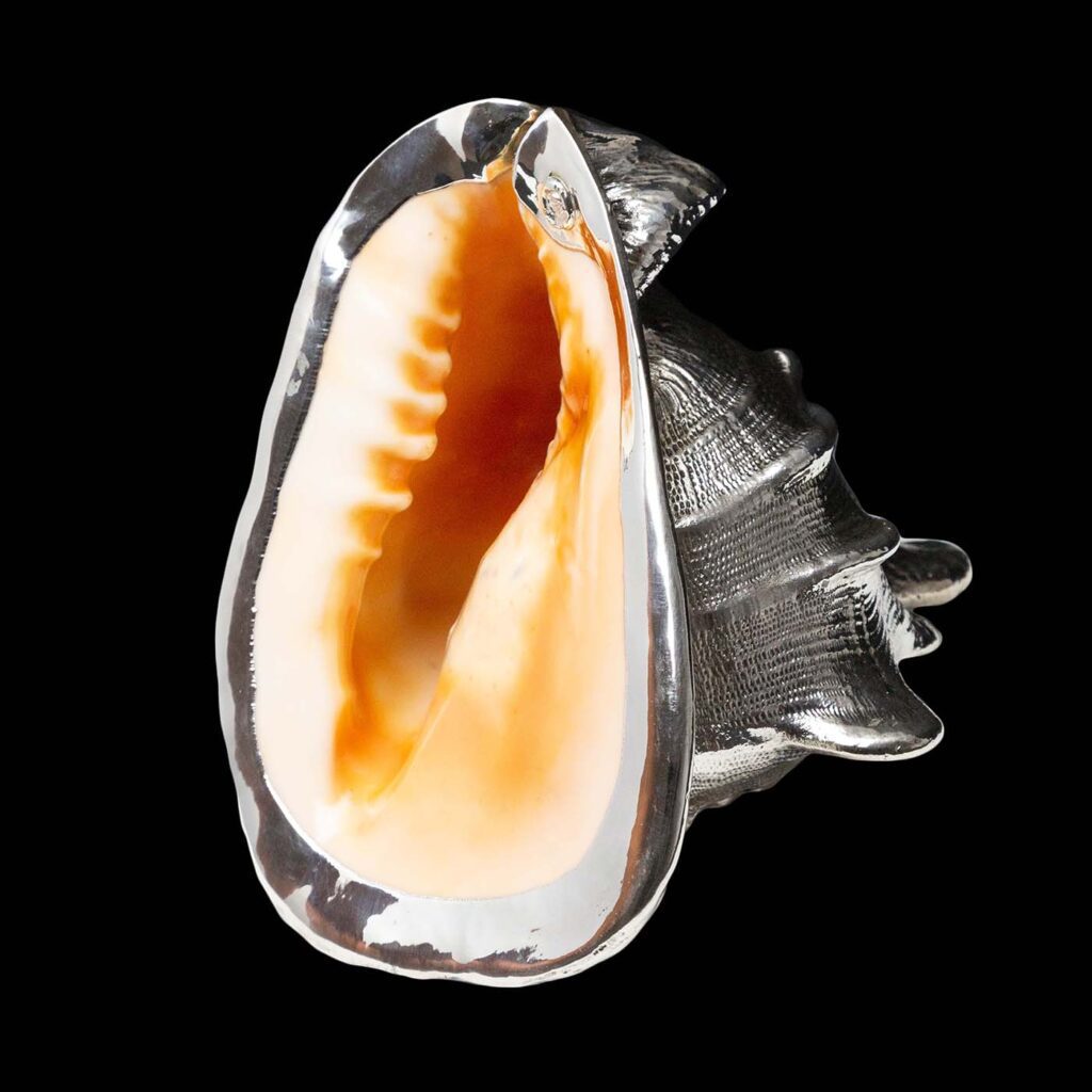 Fully Silvered Cassis Shell | Creel and Gow