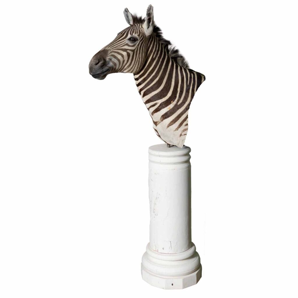 Zebra Head Pedestal Mount | Creel and Gow