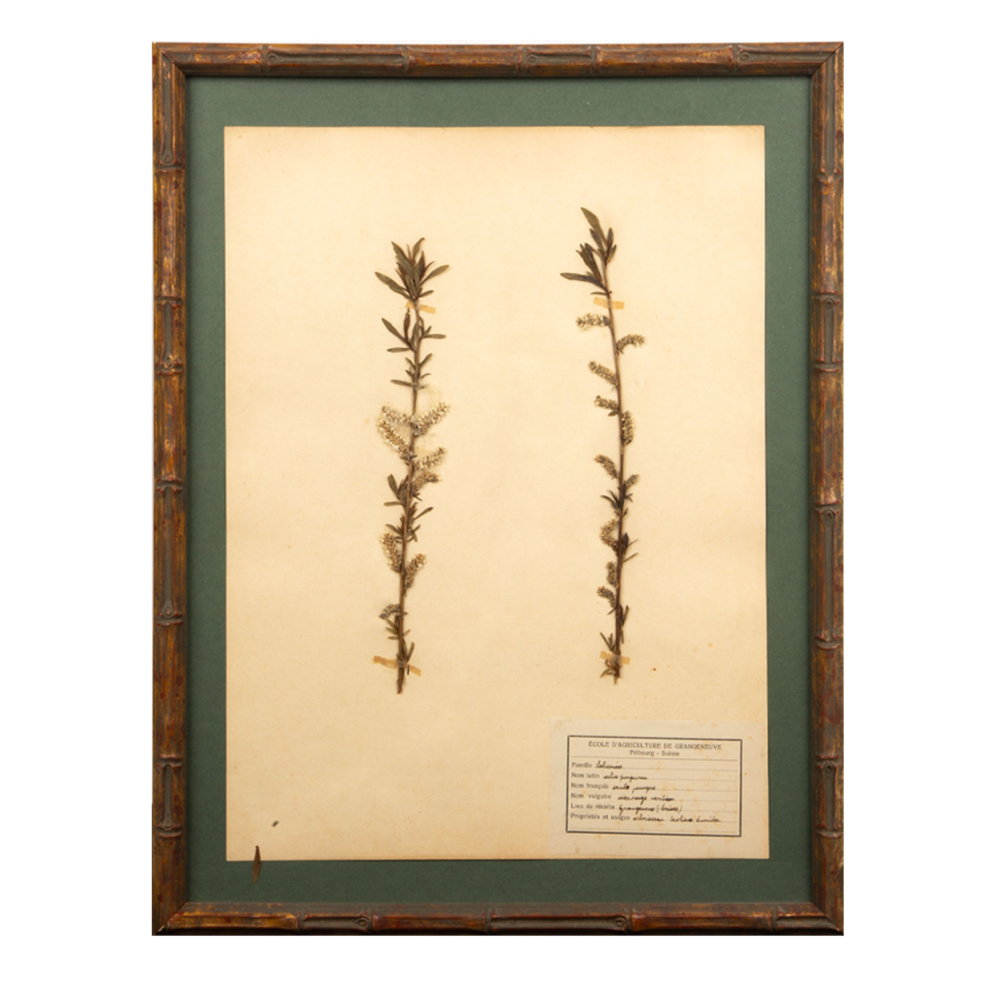 Framed Herbier Botanical Specimens | Creel and Gow