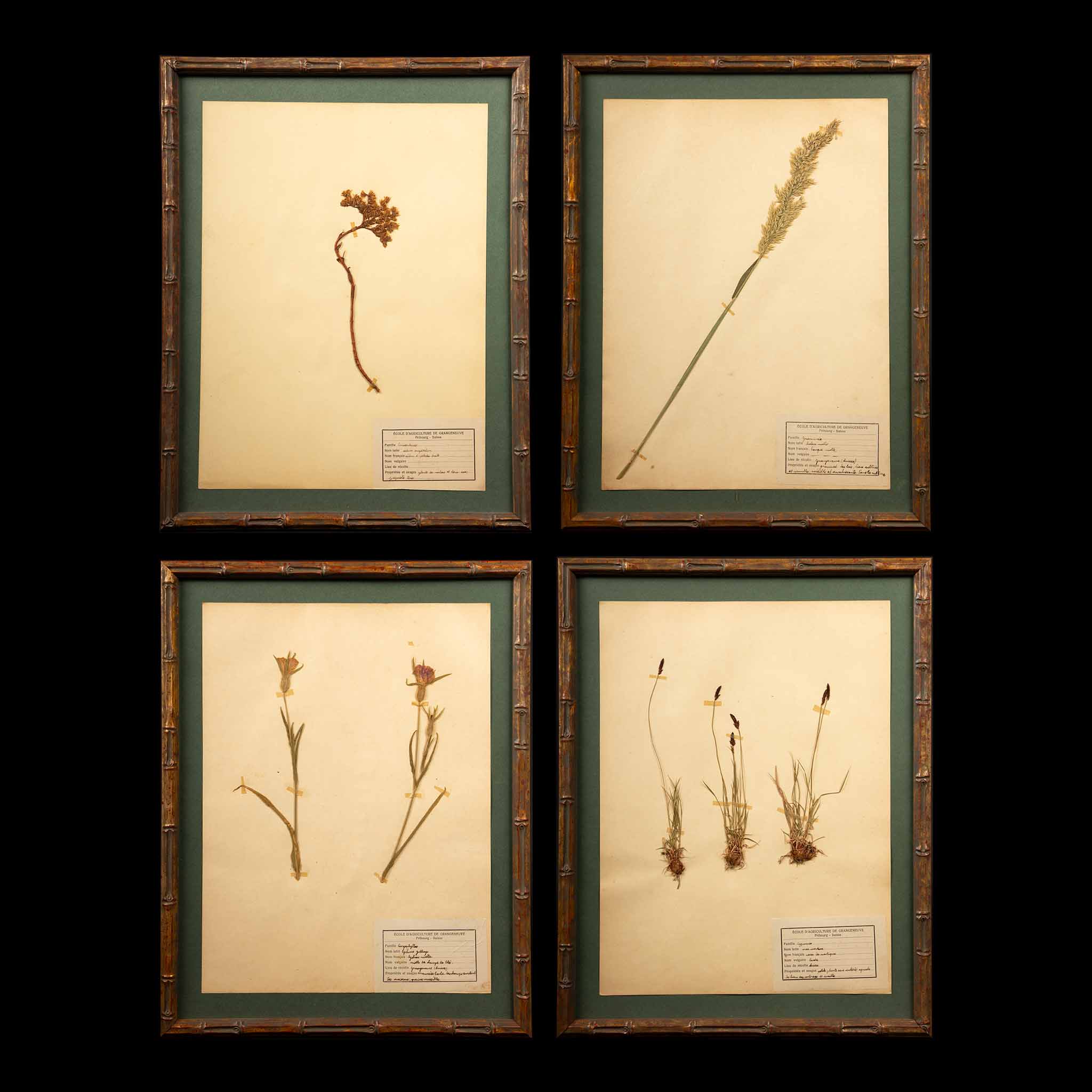 Framed Herbier Botanical Specimens | Creel and Gow