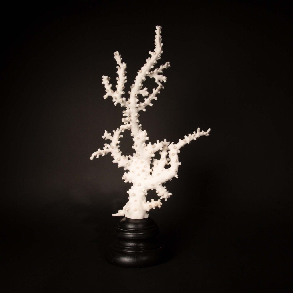 Very Large Custom Mounted Octopus Coral (Galaxea fascicularis) | Creel ...