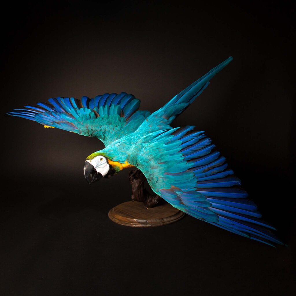 Exquisite Blue and Gold Macaw Taxidermy Mount | Creel and Gow