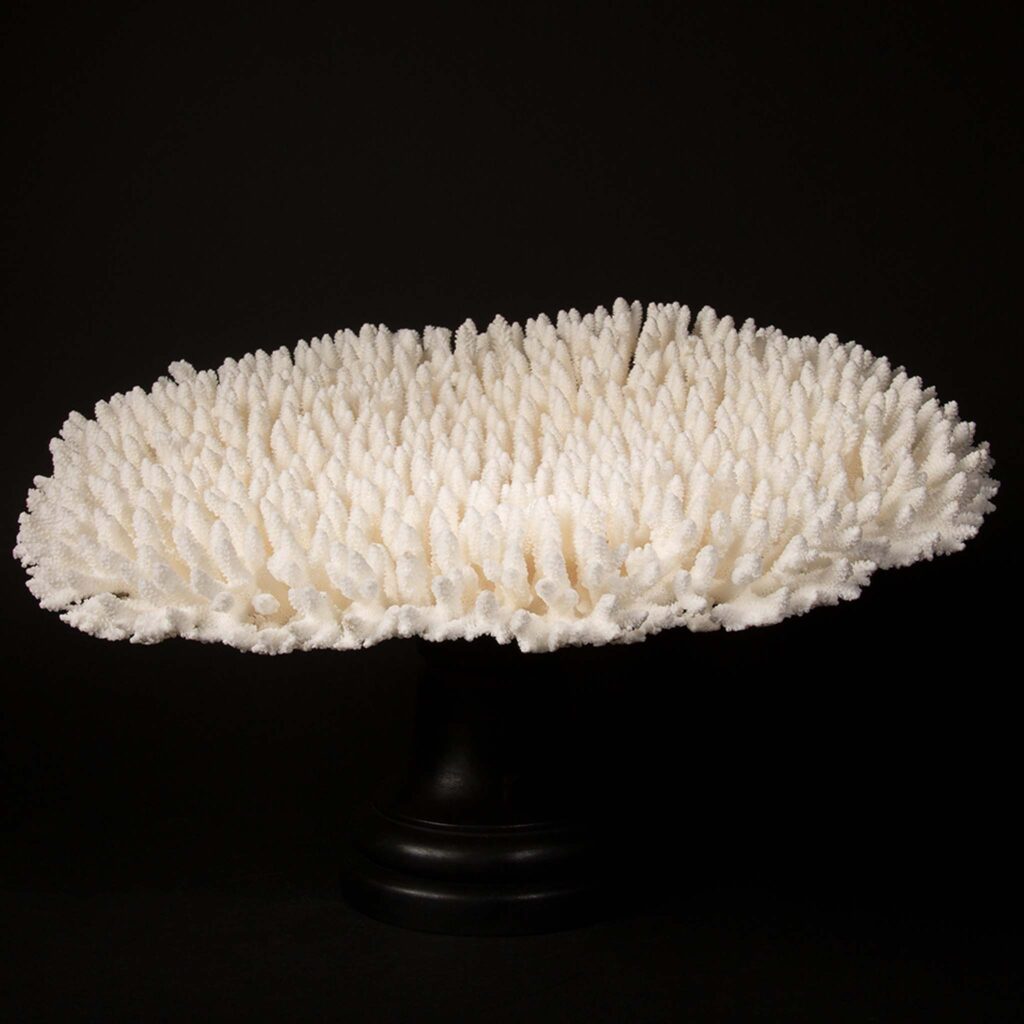 Mounted Table Coral | Creel and Gow