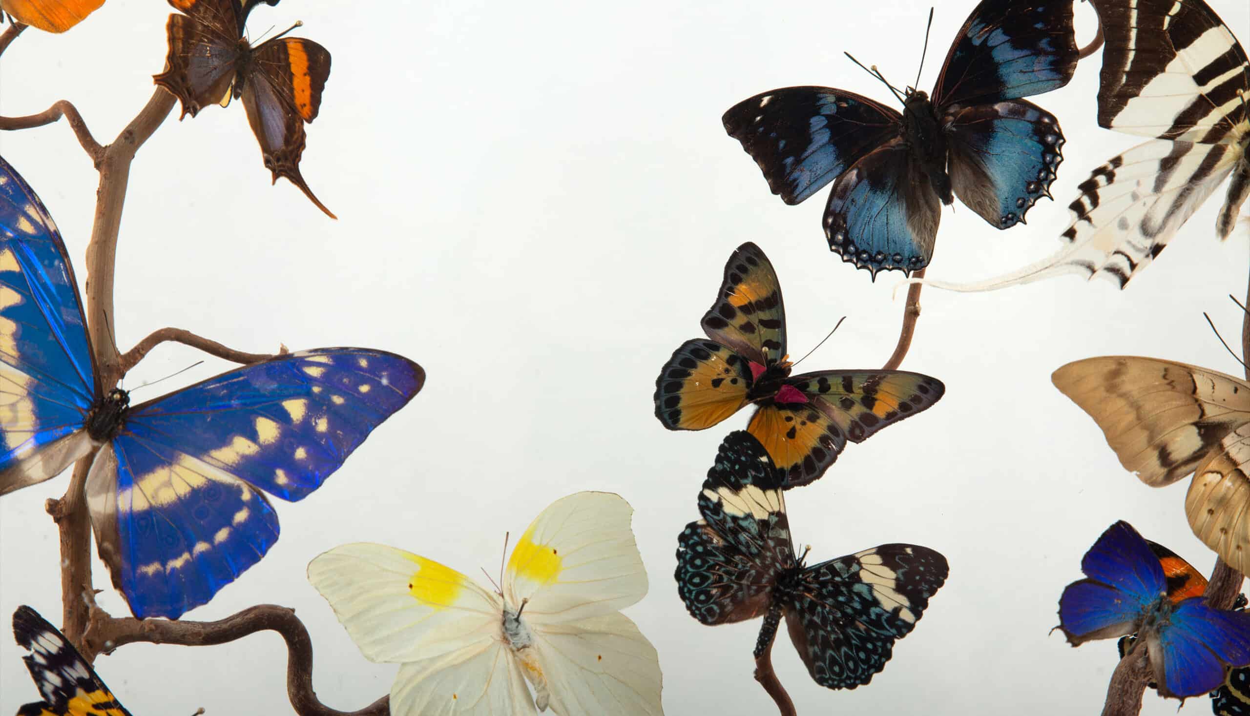 Effervescence: 19th-Century Glass Dome with New Shimmering Butterflies ...